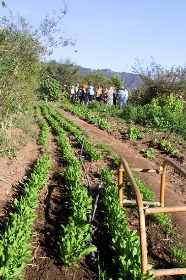 CSA farms